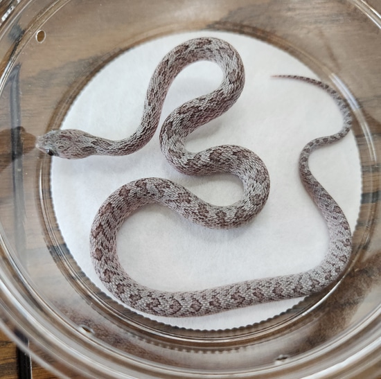 Miami Bloodred Caramel Shatter Corn Snake by Urban Croc Hunter