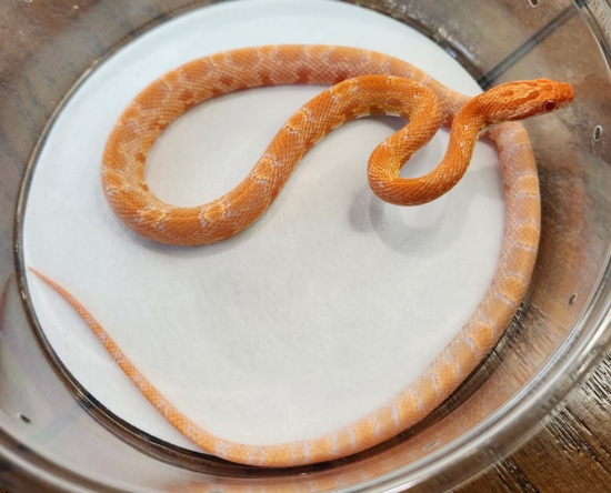 Mandarin Corn Snake by Urban Croc Hunter