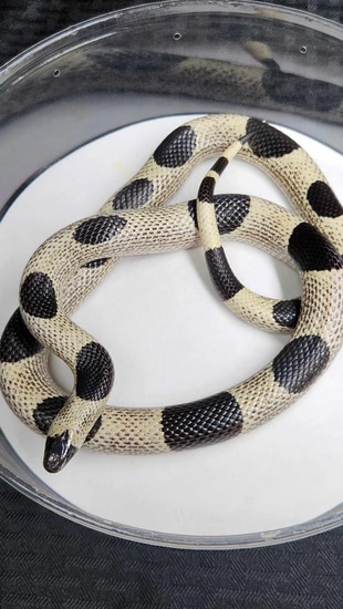 Panda Pueblan Pueblan Milk Snake by Urban Croc Hunter