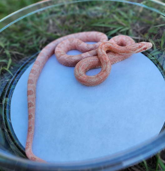Super Salmon Snow Corn Snake by Urban Croc Hunter
