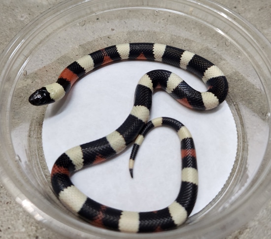 Abbarent Oreo Line Pueblan Milk Pueblan Milk Snake by Urban Croc Hunter