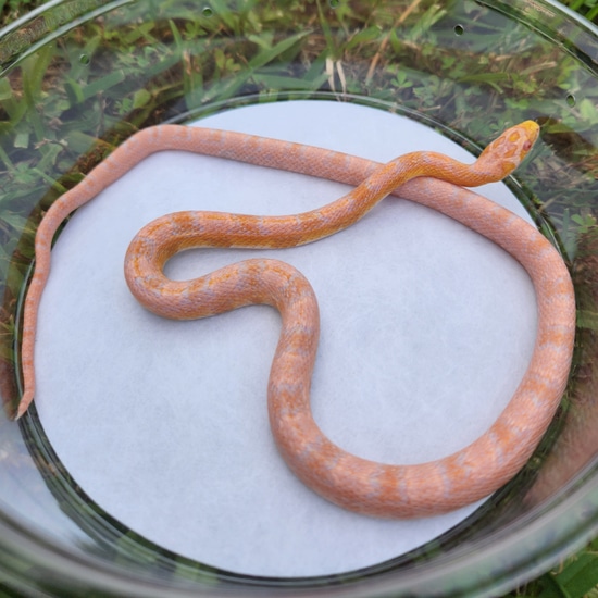 Sunkissed Super Salmon Snow Corn Snake by Urban Croc Hunter