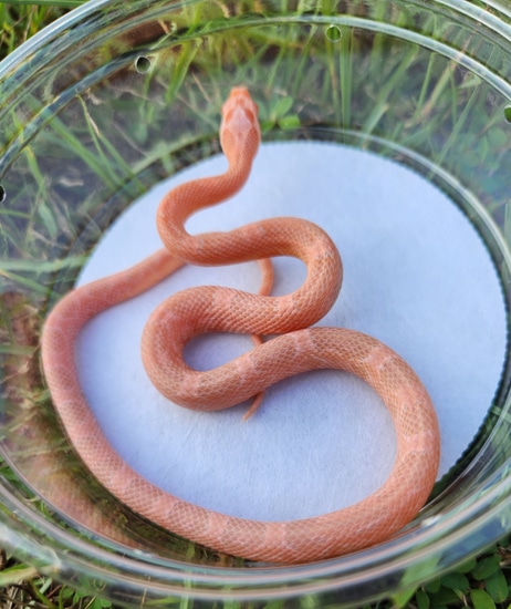 Sunkissed Super Salmon Snow Corn Snake by Urban Croc Hunter