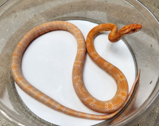 Mandarin Corn Snake by Urban Croc Hunter