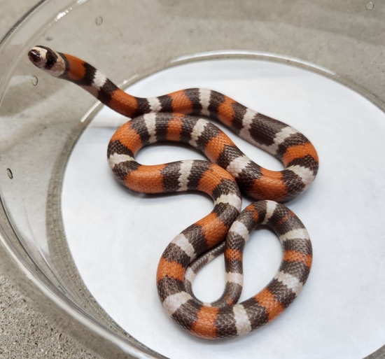 Hypo Banded Imperial Pueblan Hybrid Pueblan Milk Snake by Urban Croc Hunter