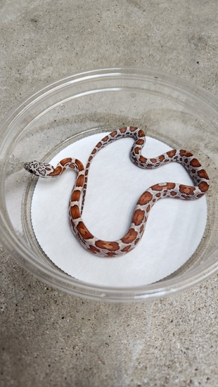 Miami Sunkissed Zombie-head Corn Snake by Urban Croc Hunter