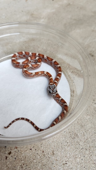 Miami Masque Sunkissed Zombie-head Corn Snake by Urban Croc Hunter