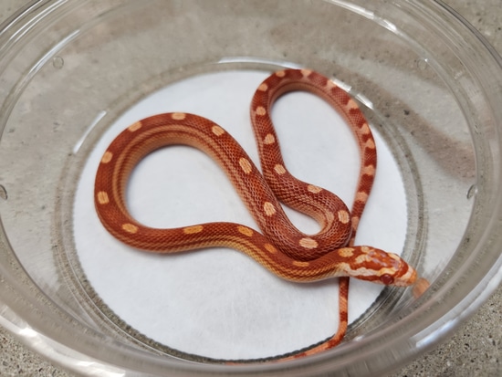 Sunglow Hurricane Motley Corn Snake by Urban Croc Hunter