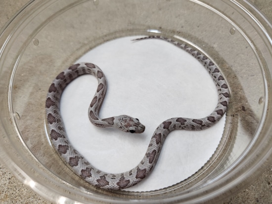 Miami Shatter Masque Corn Snake by Urban Croc Hunter