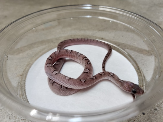 Pied-Sided Pewter Het Sunkissed Corn Snake by Urban Croc Hunter