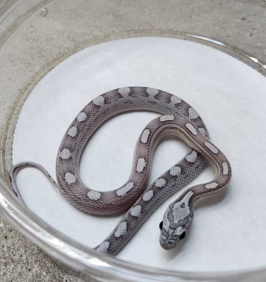 Blue Motley Corn Snake by Urban Croc Hunter