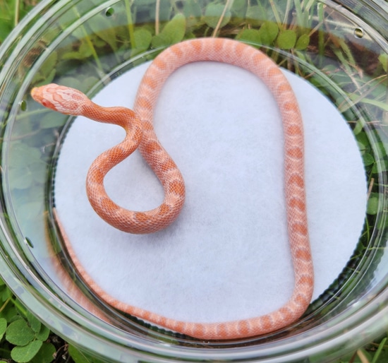 Sunkissed Super Salmon Snow Corn Snake by Urban Croc Hunter