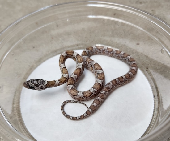 Miami Sunkissed Caramel Masque Corn Snake by Urban Croc Hunter