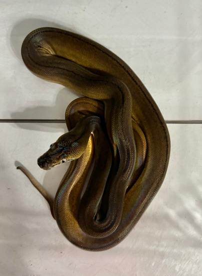 Goldenchild Tiger Het Pur/mocha Reticulated Python by Urban Dragonss