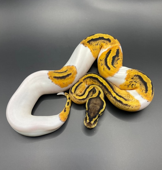 Pastel Pied 100% Het Clown Ball Python by Urban Fauna Reptiles
