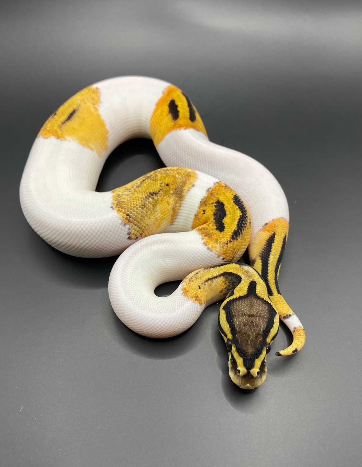 Firefly Pied 100% Het Clown Ball Python by Urban Fauna Reptiles ...