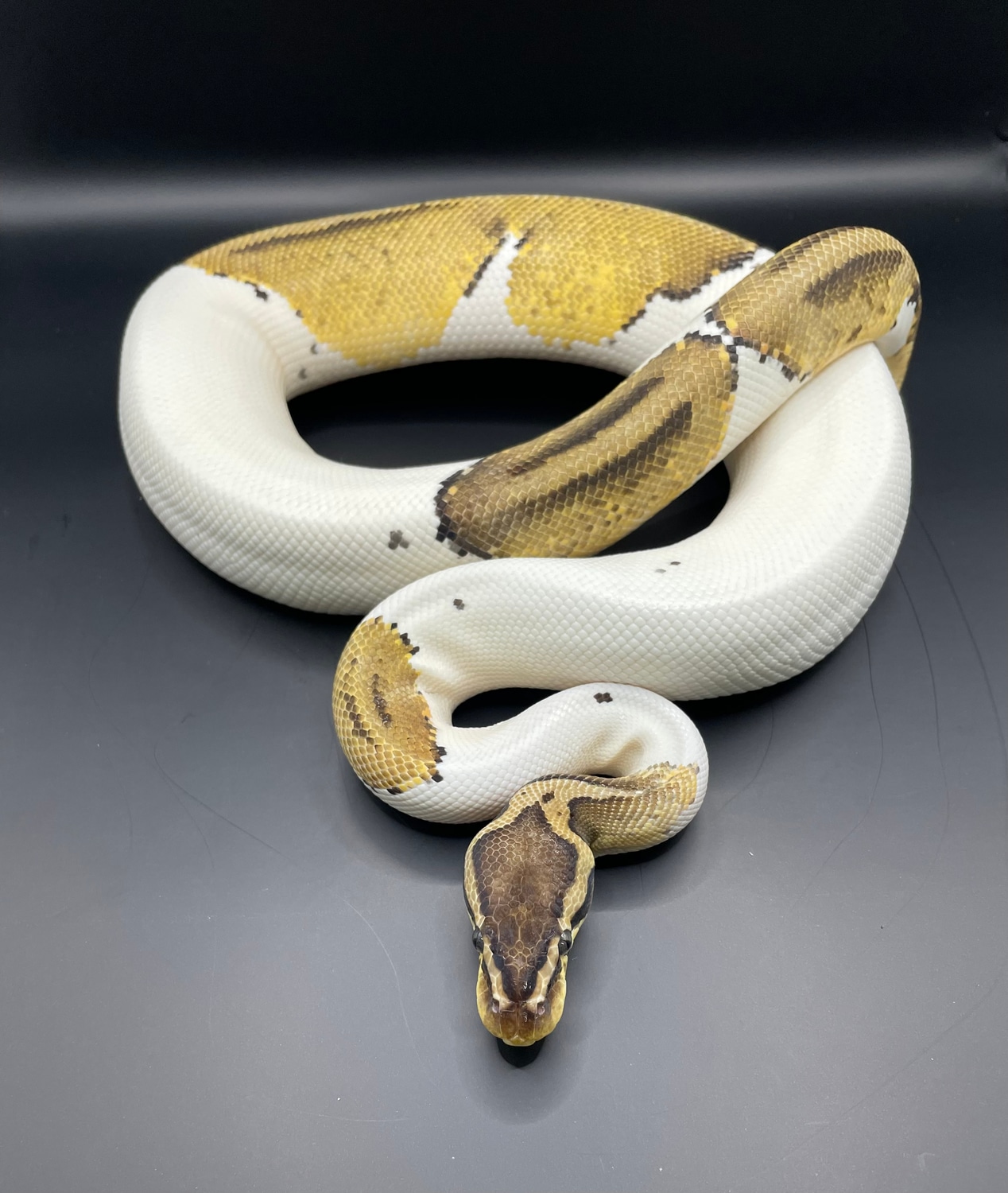 Pastel Gravel Pied Ball Python by Urban Fauna Reptiles - MorphMarket