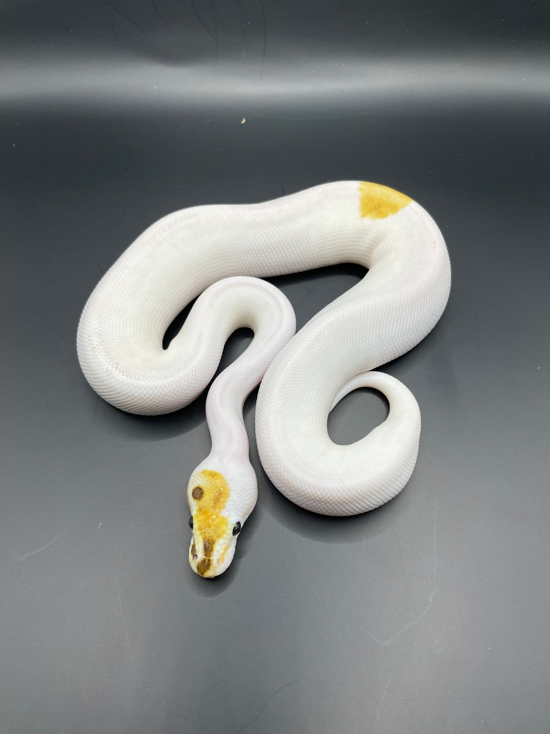 Fire Special Pied Ball Python by Urban Fauna Reptiles - MorphMarket