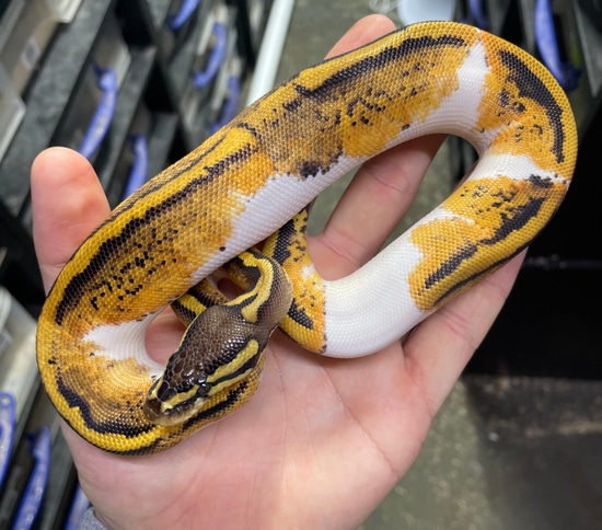 Pastel Gravel Pied Ball Python by Urban Fauna Reptiles