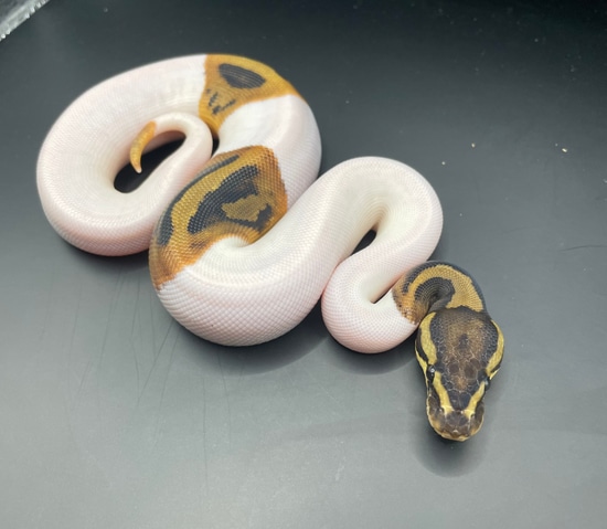 Pied Het Desert Ghost 50% Het Cryptic Ball Python by Urban Fauna Reptiles