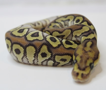 Super Spotnose Pastel (Pos Super Pastel) Clown Ball Python by Rancor ...