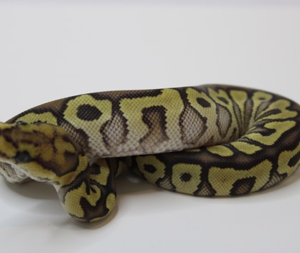 Super Spotnose Pastel (Pos Super Pastel) Clown Ball Python by Rancor ...