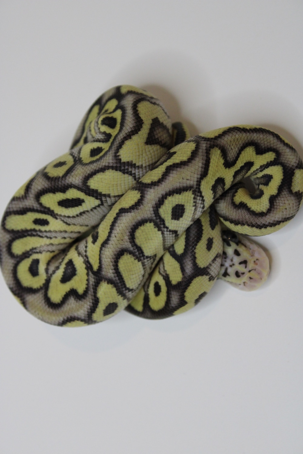 Mojave Spotnose Pastel Clown Ball Python by Rancor Reptiles - MorphMarket