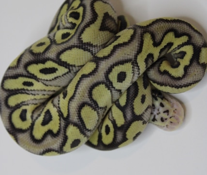 Super Spotnose Pastel (Pos Super Pastel) Clown Ball Python by Rancor ...