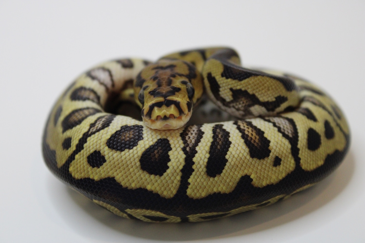 Spotnose Clown Ball Python by Rancor Reptiles - MorphMarket