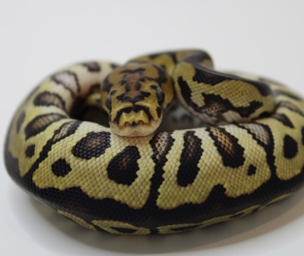 Super Spotnose Pastel (Pos Super Pastel) Clown Ball Python by Rancor ...