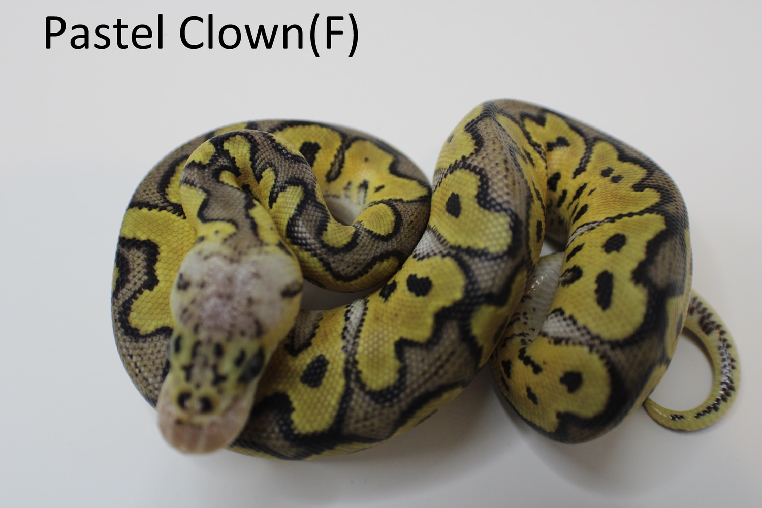 Pastel Clown Ball Python by Rancor Reptiles - MorphMarket