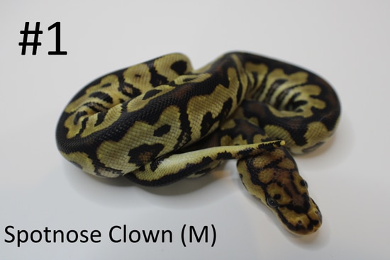 Spotnose Clown Ball Python by Rancor Reptiles
