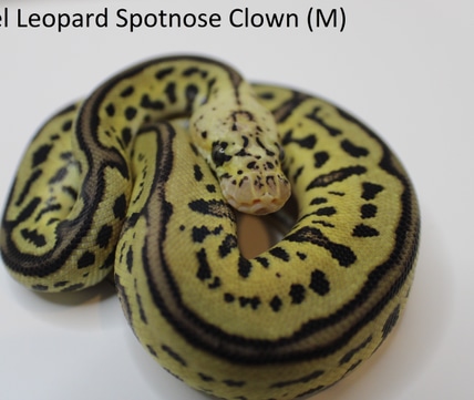 Super Spotnose Pastel (Pos Super Pastel) Clown Ball Python by Rancor ...