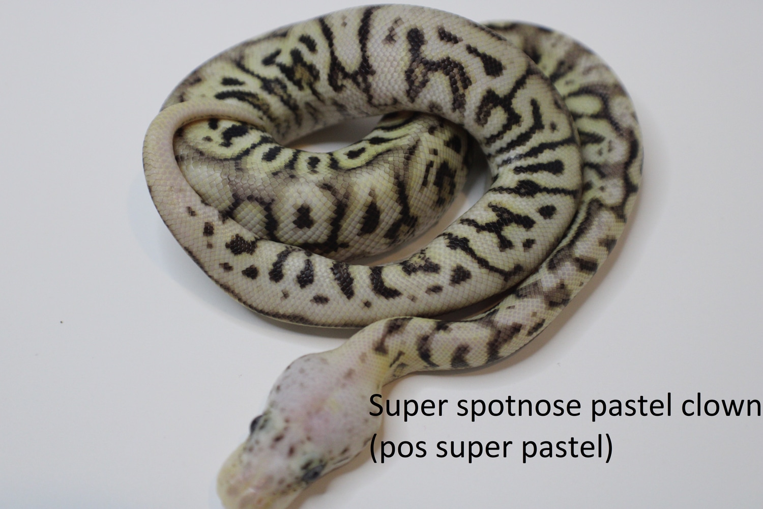 Super Spotnose Pastel (Pos Super Pastel) Clown Ball Python by Rancor ...