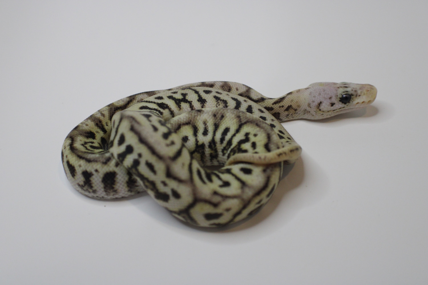 Super Spotnose Pastel (Pos Super Pastel) Clown Ball Python by Rancor ...