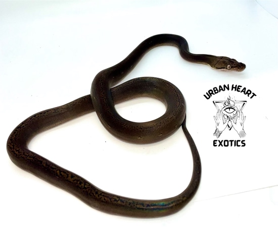 Golden Child Super Dwarf Retic CYBER MONDAY SALE Reticulated Python by ...