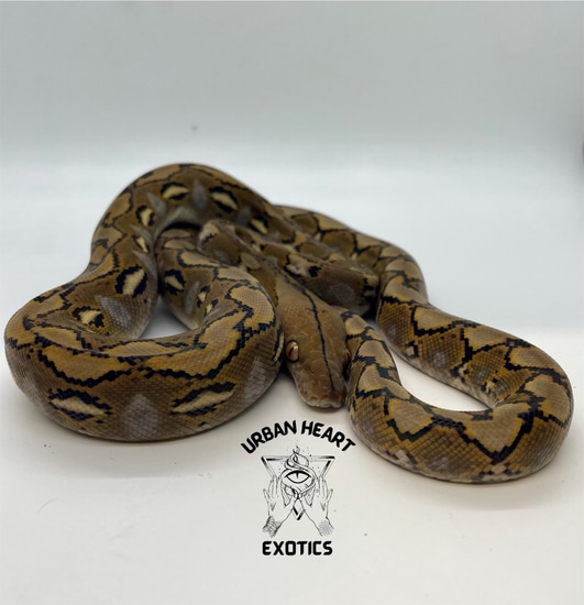 Wild Type Super Dwarf Retic CYBER MONDAY SALE! Reticulated Python by ...