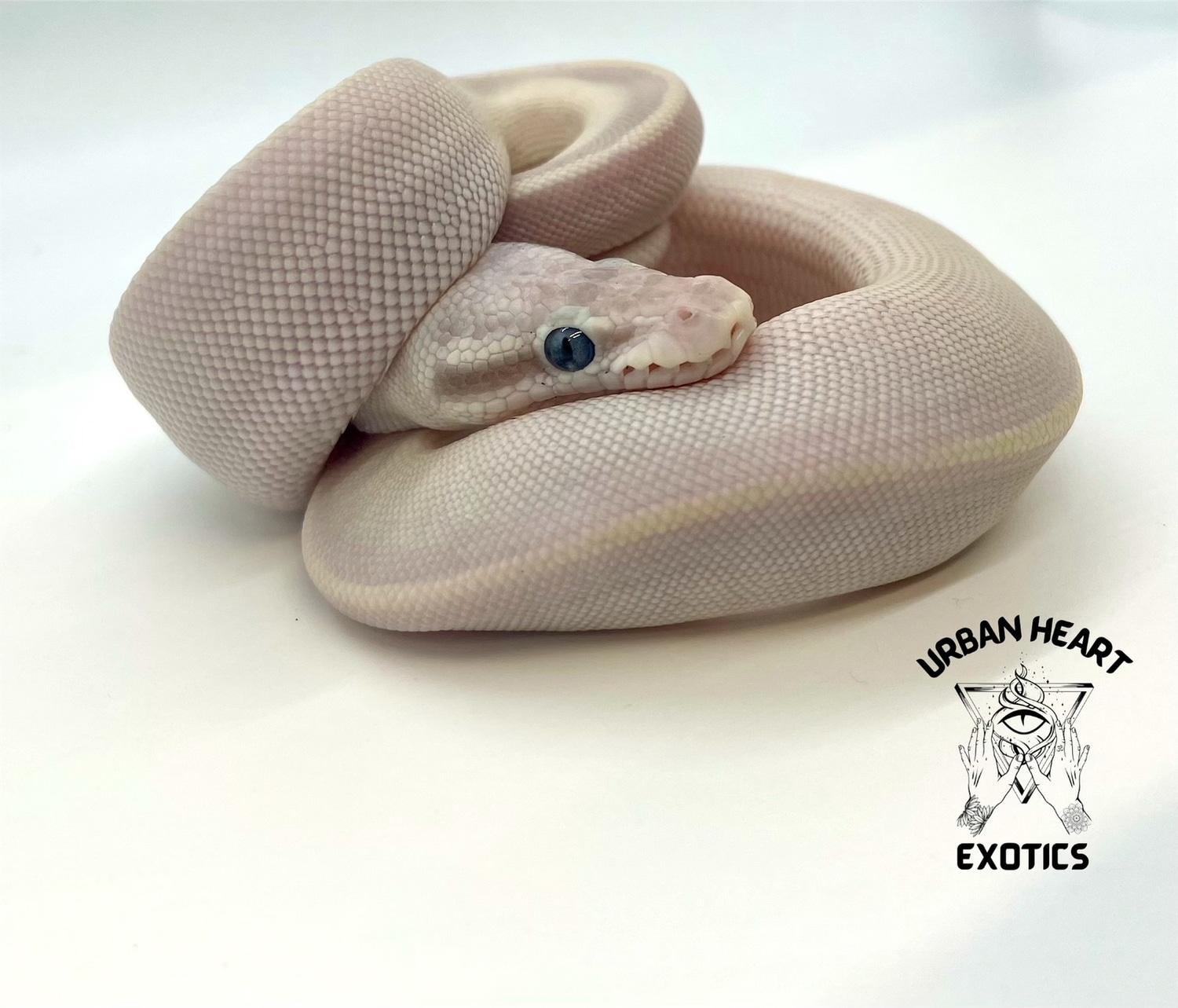 Pastel Mystic Potion Ball Python by Urban Heart Exotics - MorphMarket
