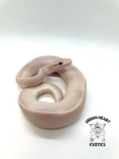 Banana Pastel Mystic Potion Ball Python by Urban Heart Exotics