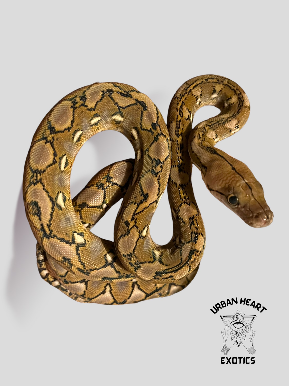 Super Dwarf, Normal Het Anery, Pos Het P Albino Reticulated Python by ...