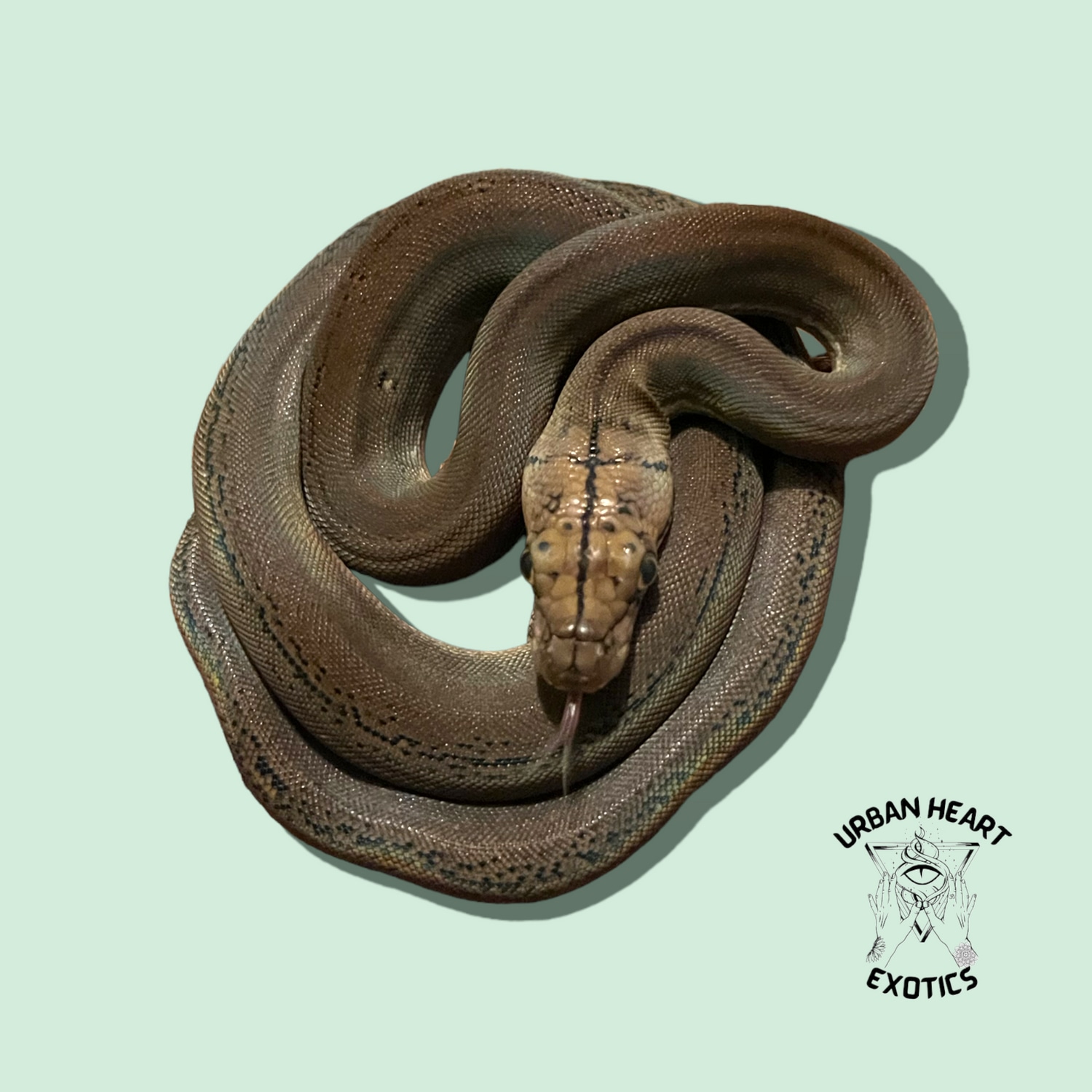 Super Dwarf Anery Golden Child, Pos Het P Albino Reticulated Python by ...