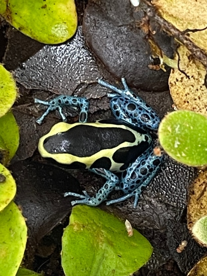 Dendrobates Tinctorius Powder Blue Dyeing Dart Frog by Urban Jungle Exotics