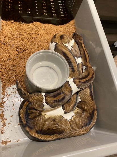 Proven Breeder Adult Pied Female Ball Python by Ruggzy's Reptiles