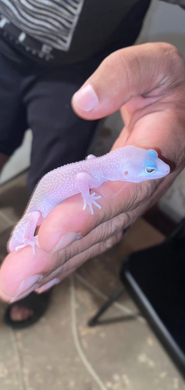 Murphy Patternless Leopard Gecko by Urban Reptiles - MorphMarket