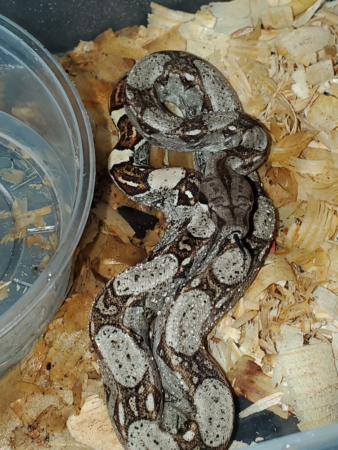 2021 Baby Female Colombian Red Tail Boa Constrictor by Urban Reptiles ...