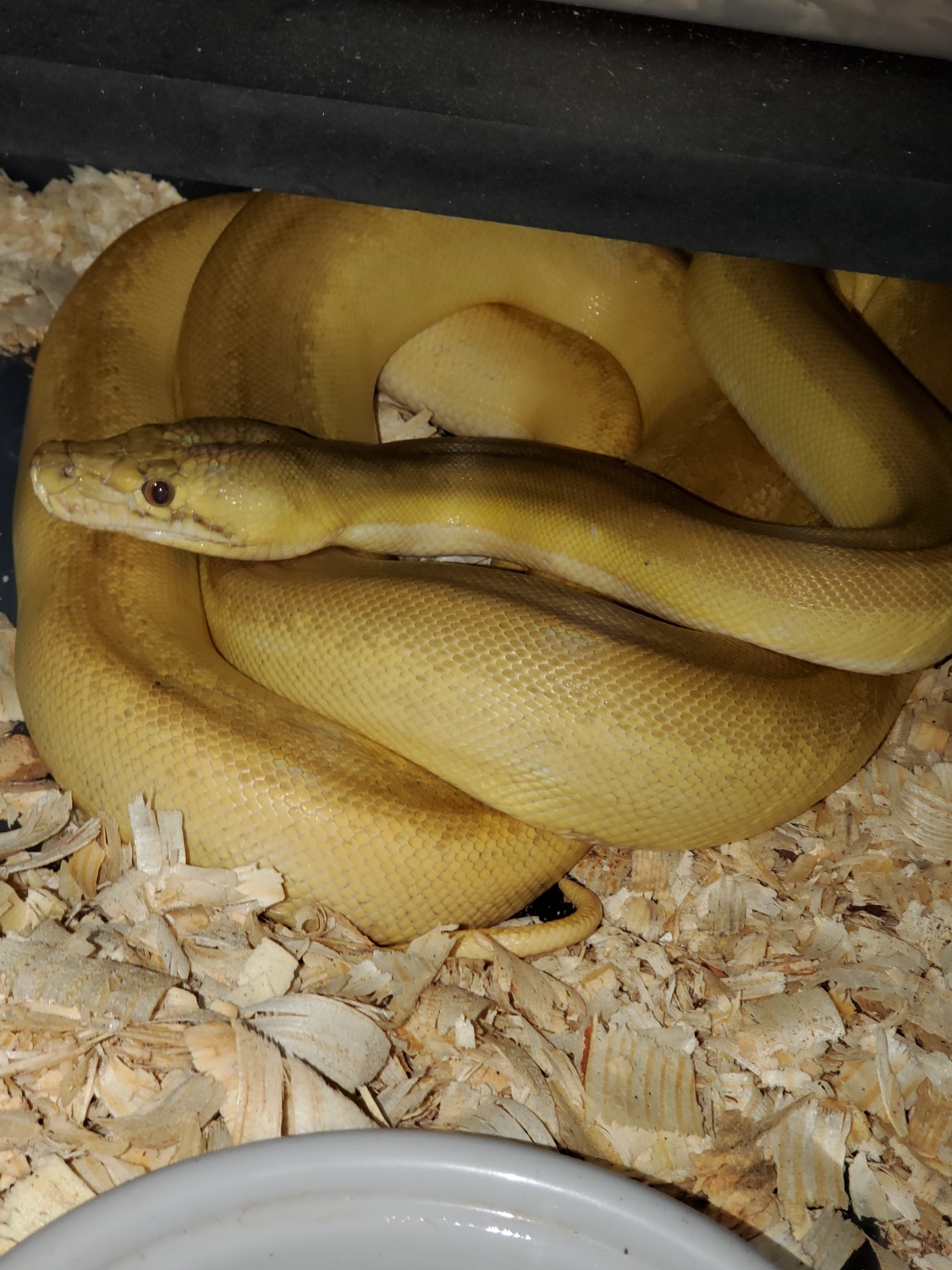 5 Foot Sunfire Tiger Platinum Phantom Goldenchild Het Albino ...