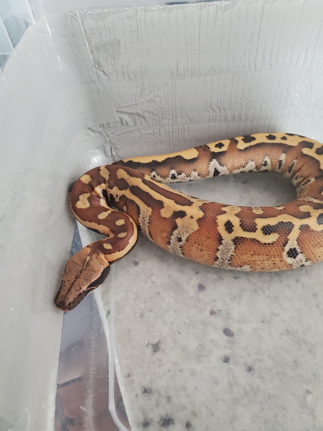 Bangka Blood Python Sumatran Short-tailed Python by Urban Reptiles ...