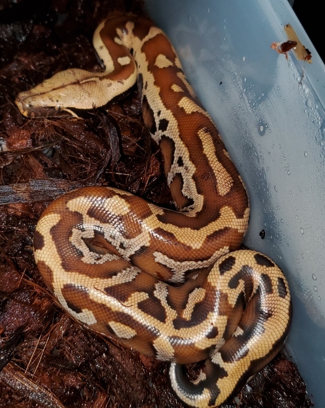 Bangka Blood Python by Urban Reptiles - MorphMarket