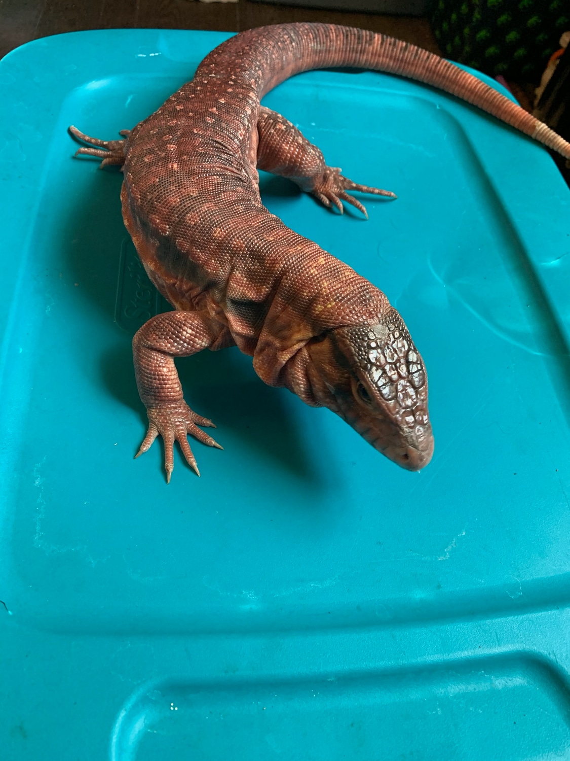 Red Tegu Argentine Tegus by Urban Reptiles - MorphMarket