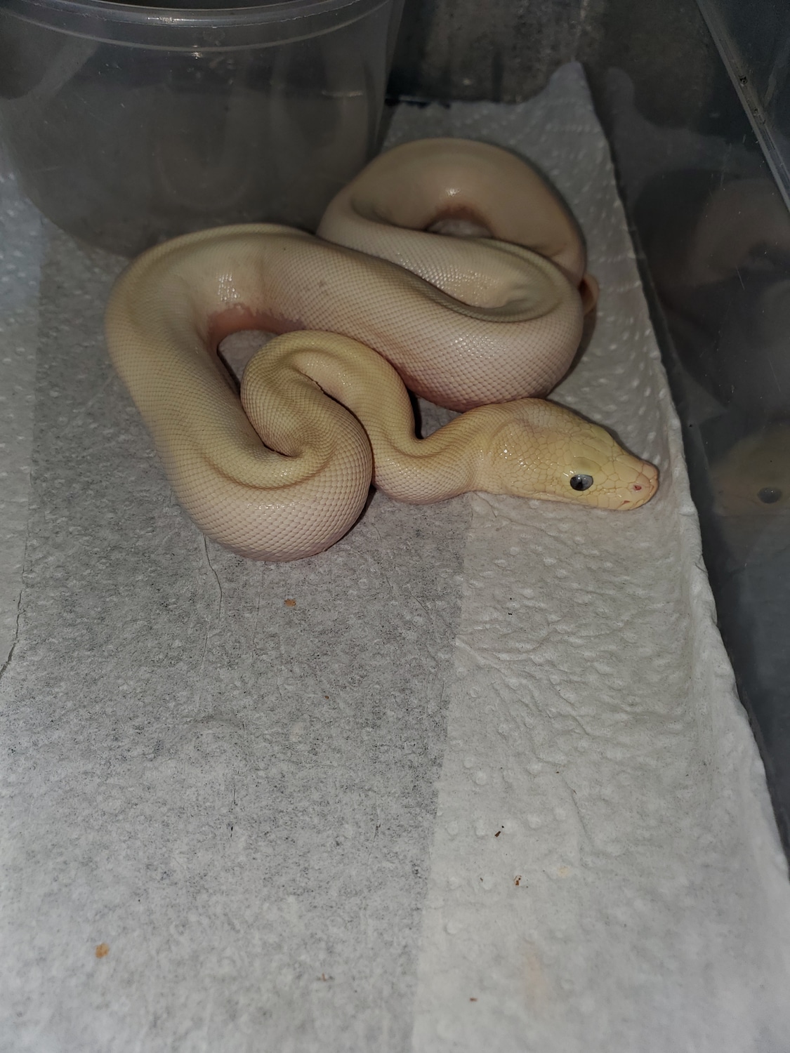 Blue Eyed Ivory 100% Het Albino, 50% Het Green And 50% Granite Burmese ...